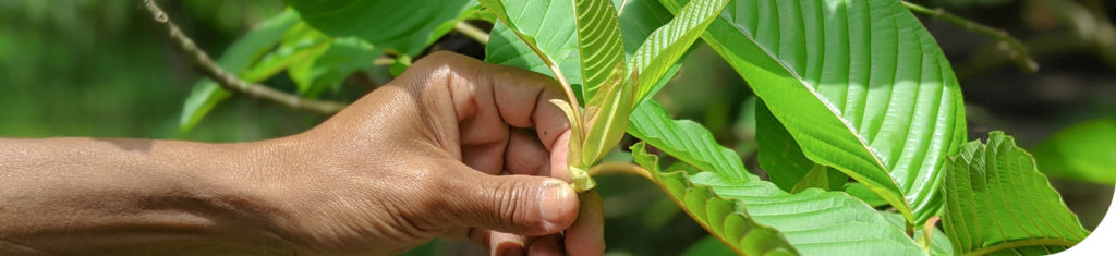 Buy Happy Hippo Kratom Extracts, Capsules And Powder